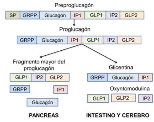 ++VITAE Academia Biómedica Digital